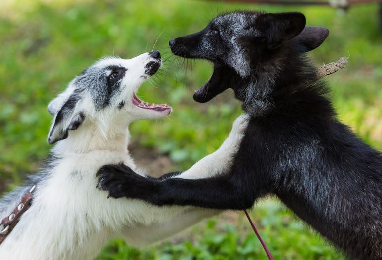 Silver Fox Behaviour